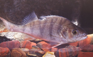 Freshwater Fish Group & Fish Health Unit